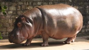 Top 10 Largest Mammals In The World 2025 – TINA MAGAZINE