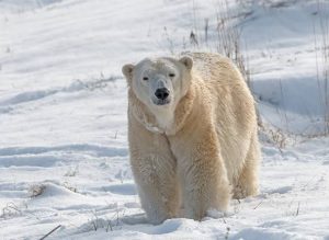 Top 10 Largest Mammals In The World 2025 – TINA MAGAZINE